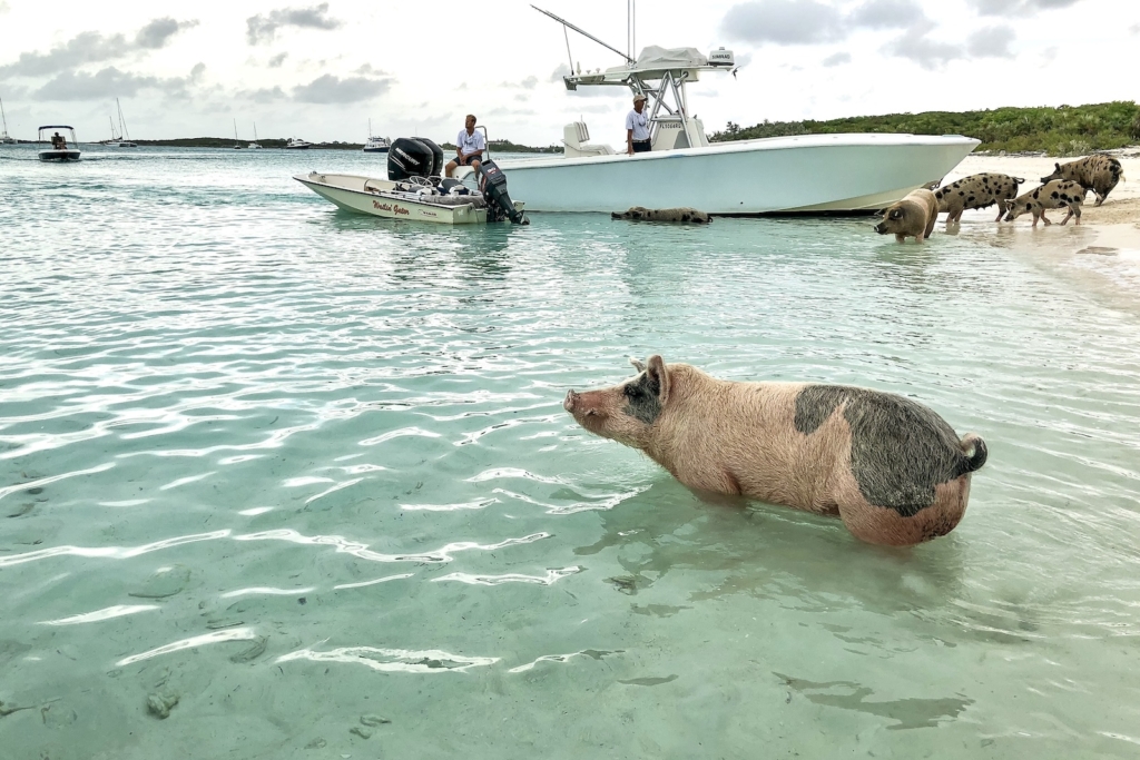 6 Fun Things to Do in Exuma, Bahamas