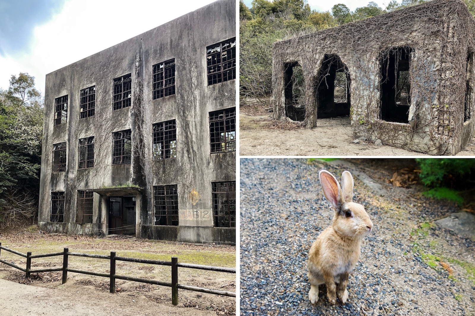 Visiting Rabbit Island in Japan: A Guide to Okunoshima