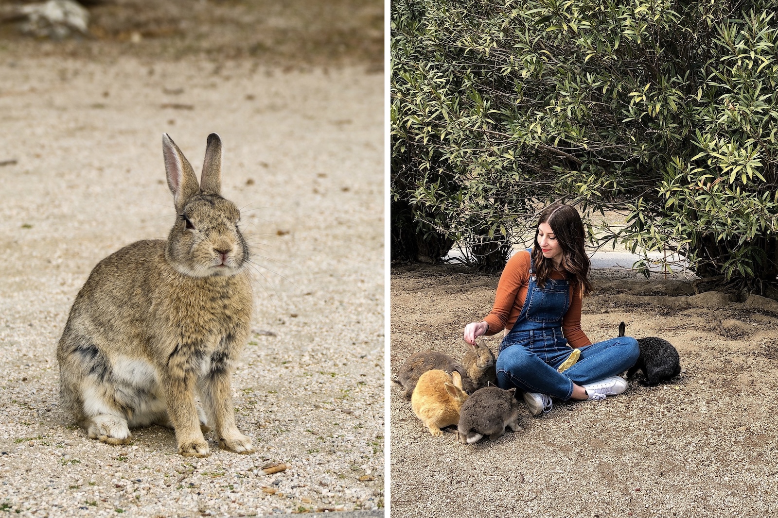Visiting Rabbit Island in Japan: A Guide to Okunoshima